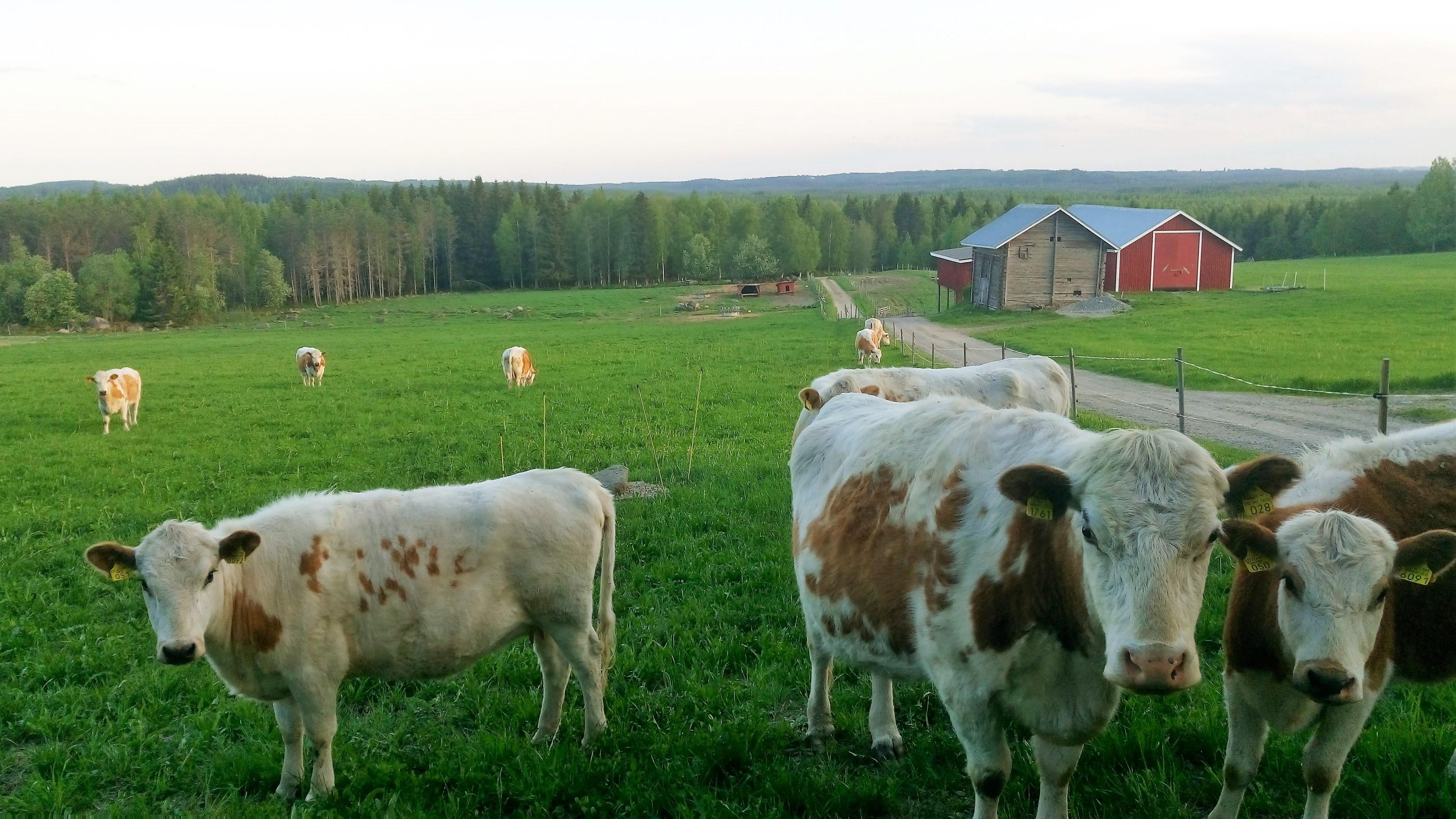 Majoitus Ilomantsi | Anssilan maatila